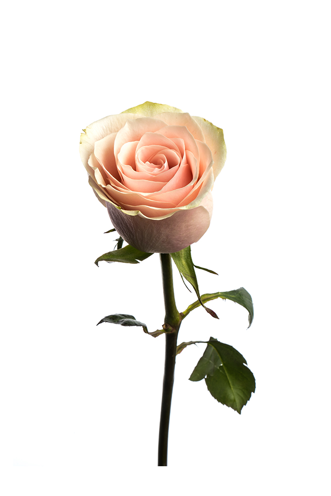 Roses | Sunshine Bouquet