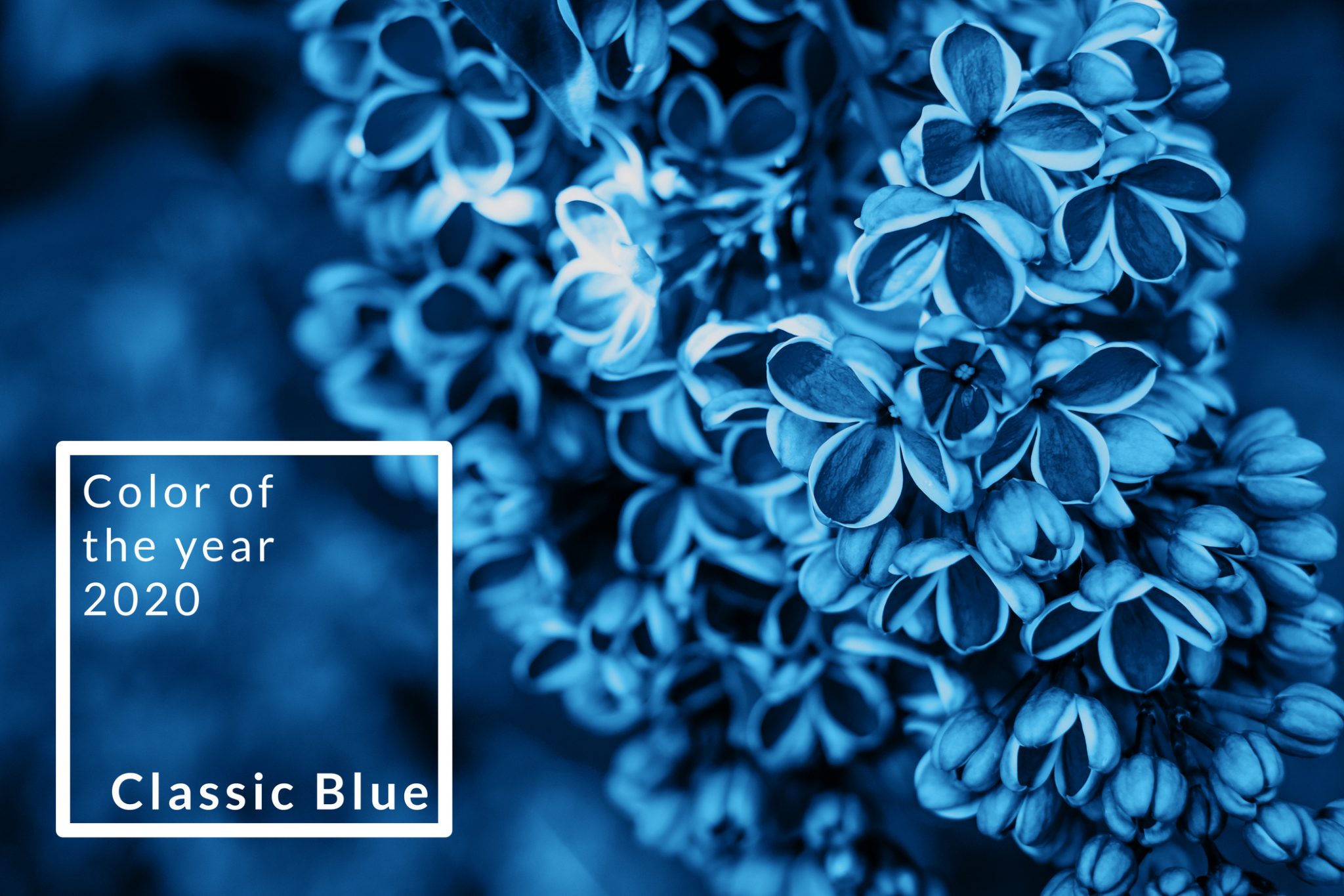 Using Pantone’s Classic Blue in Your Floral Designs