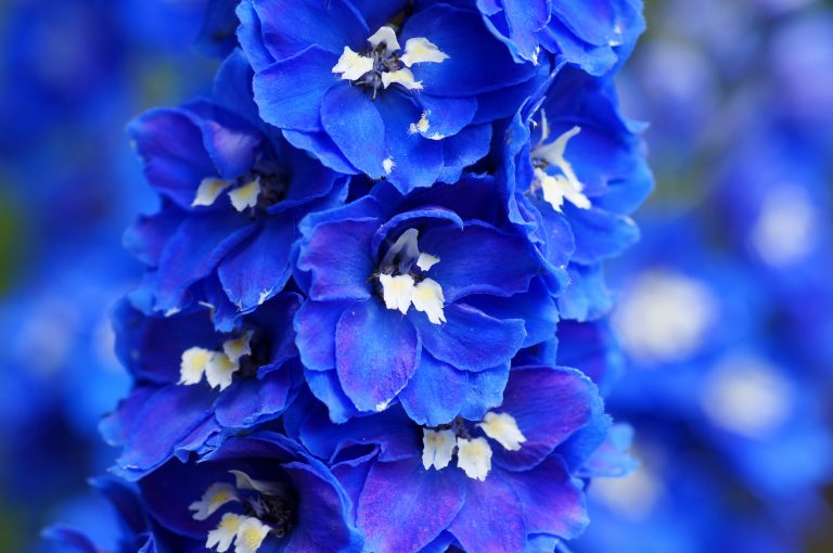 Using Pantone’s Classic Blue in Your Floral Designs