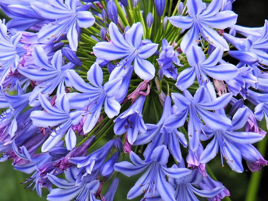 Using Pantone’s Classic Blue in Your Floral Designs