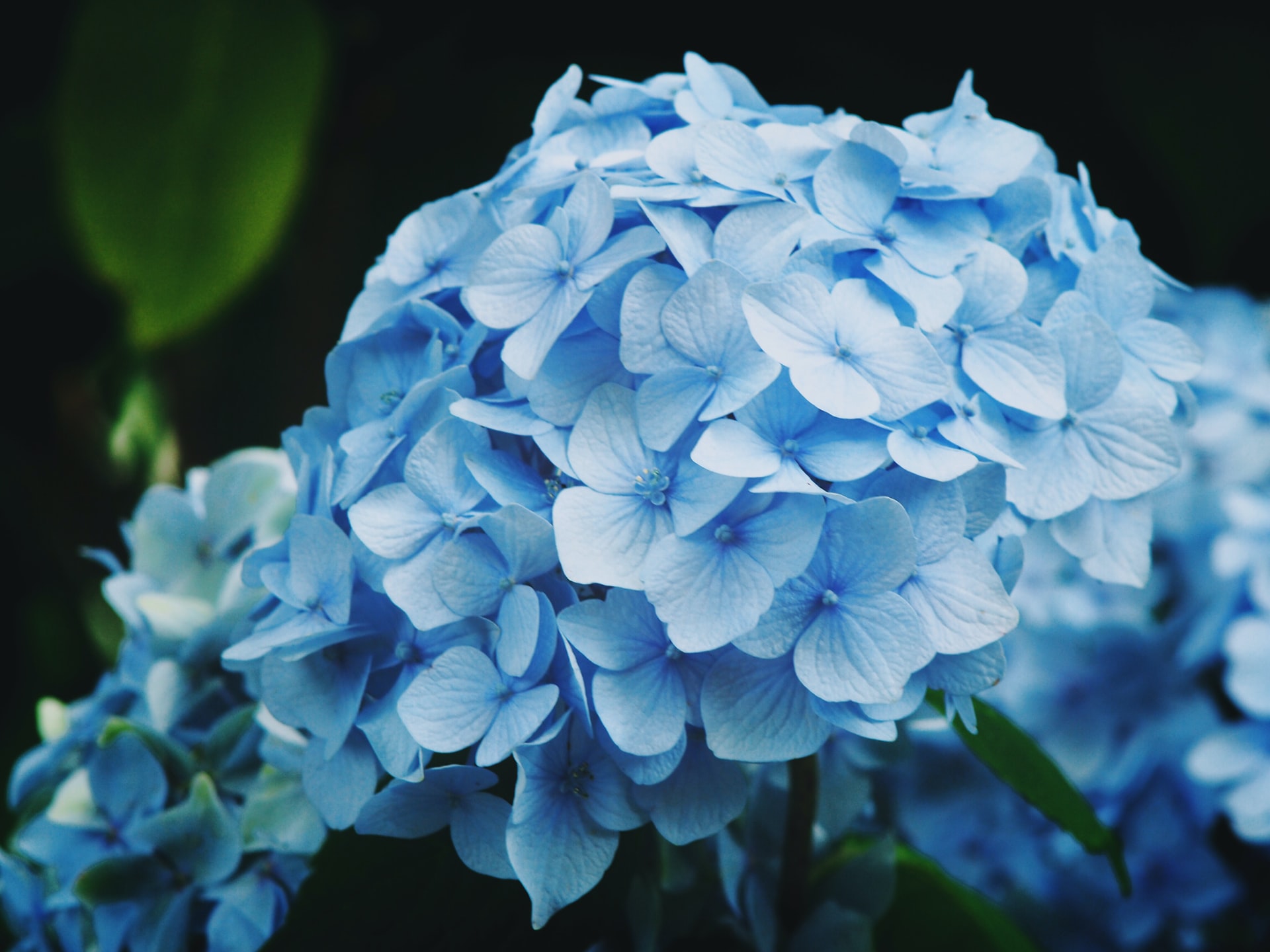 Using Pantone’s Classic Blue in Your Floral Designs