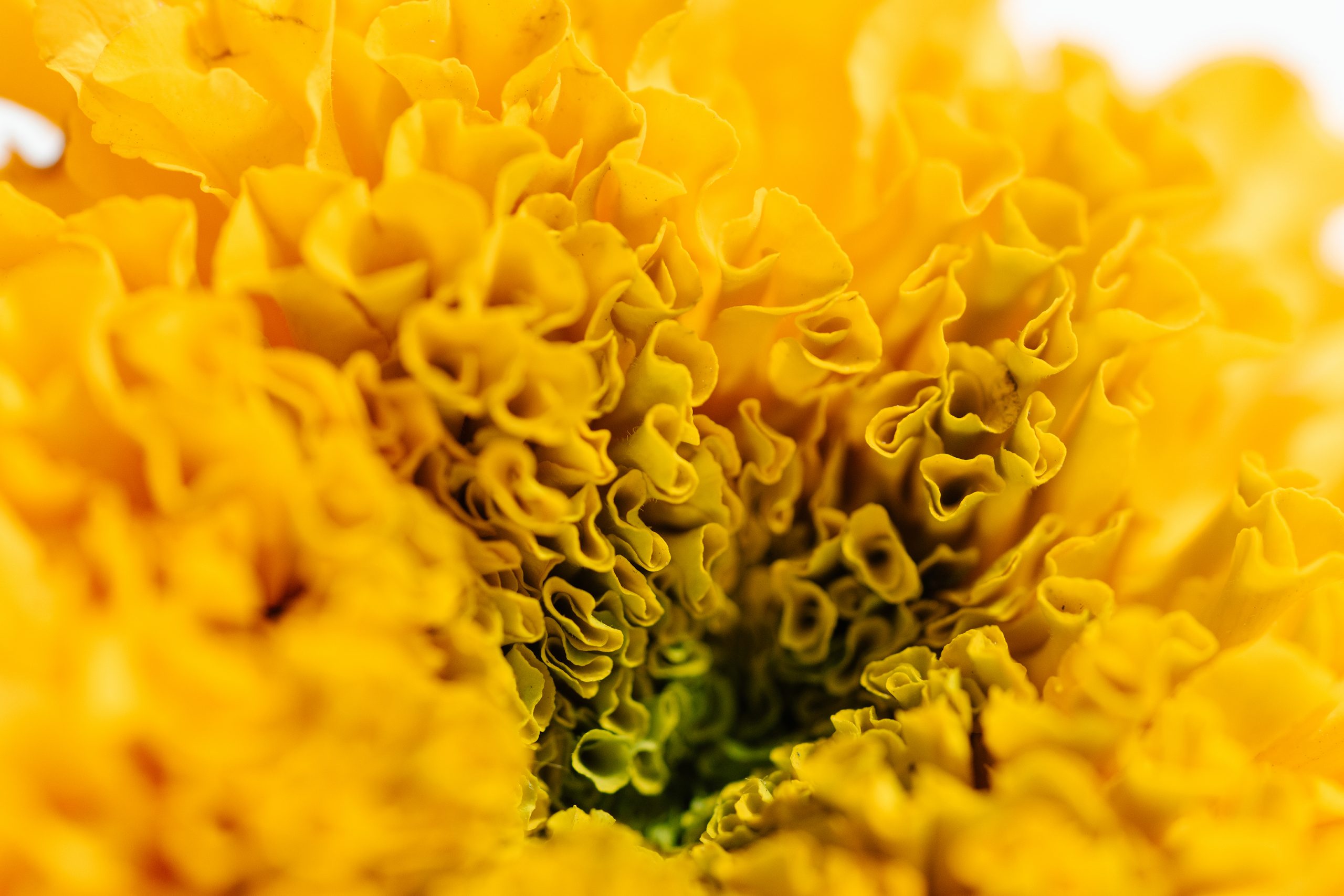 Marigolds: Rich Symbolism & More | Flower Facts | Sunshine Bouquet