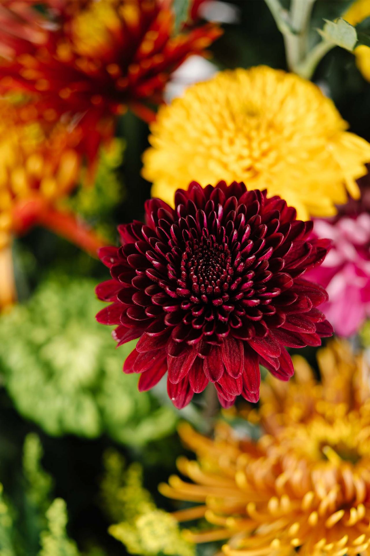 Chrysanthemum: Disbuds | Sunshine Bouquet