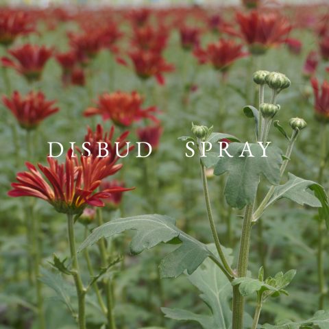 Chrysanthemum: Disbuds | Sunshine Bouquet