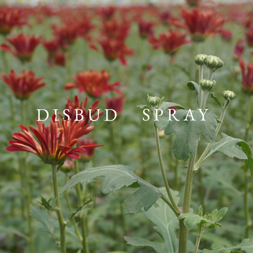 Chrysanthemum: Disbuds | Sunshine Bouquet