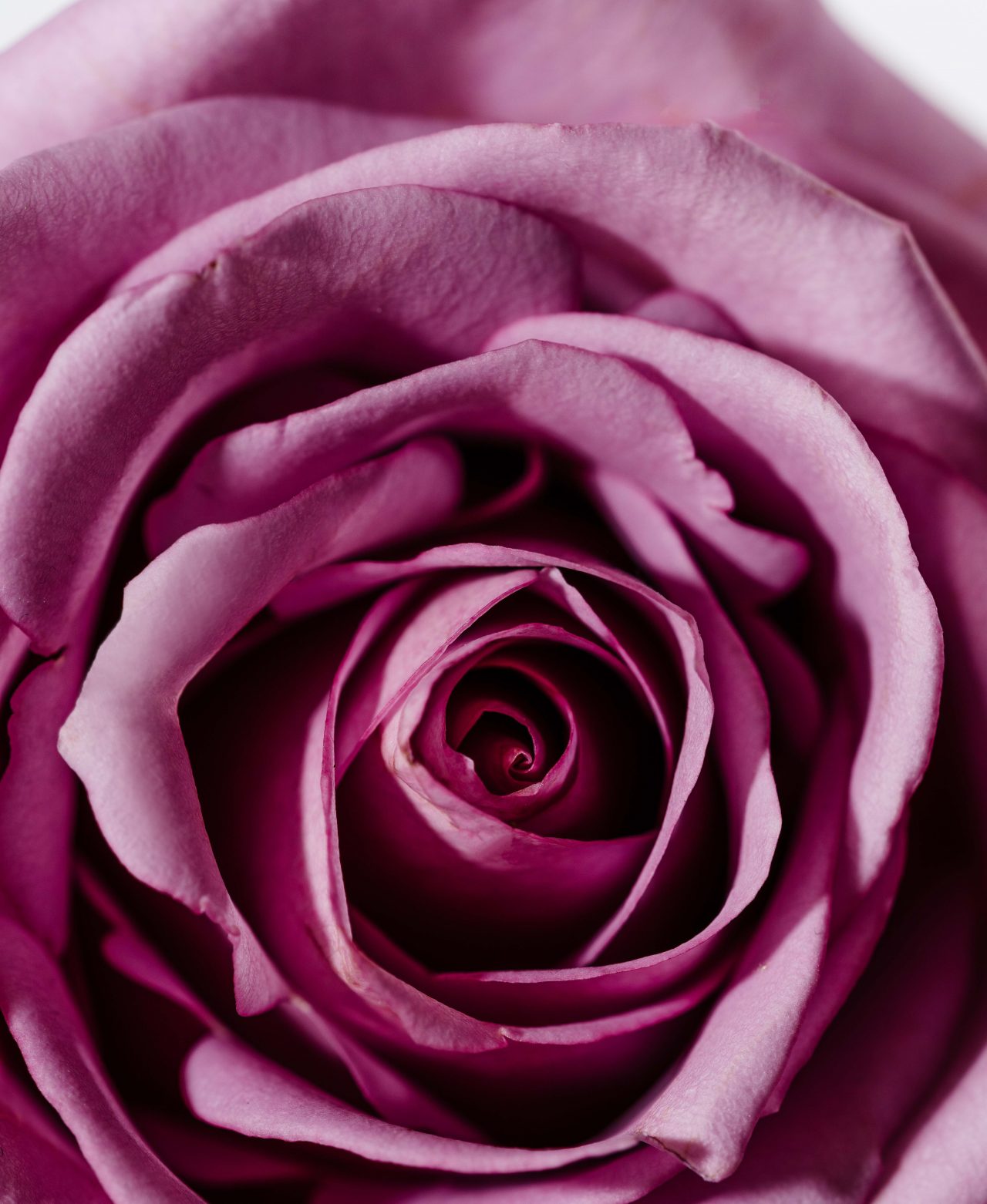 Rose Colors and their Meanings | Sunshine Bouquet