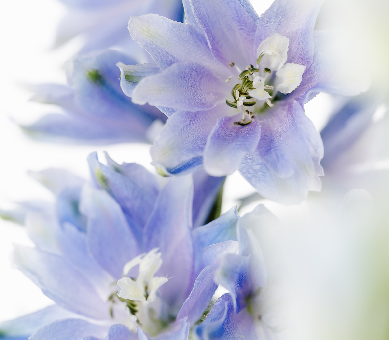 All About Delphinium | Flower Facts | Sunshine Bouquet